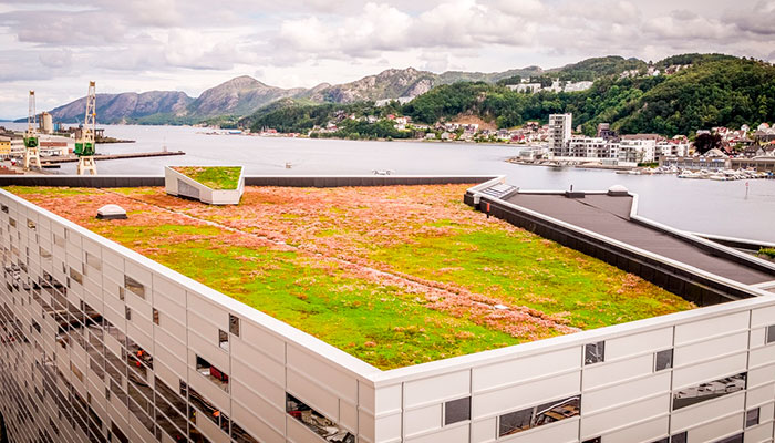 Slik legger du sedum på tak - råd og tips