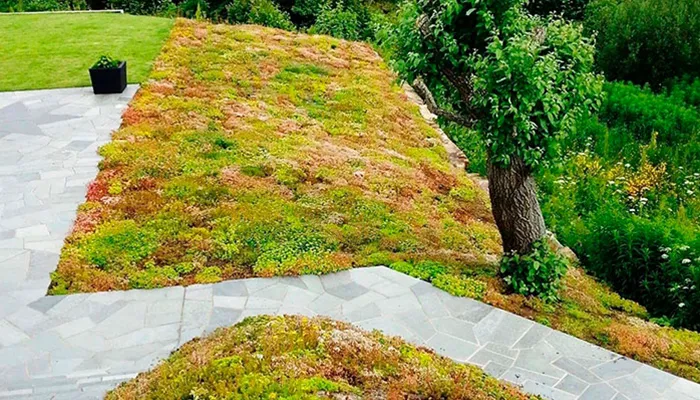 Sedum - Sedummatter - Norsk Ferdigplen