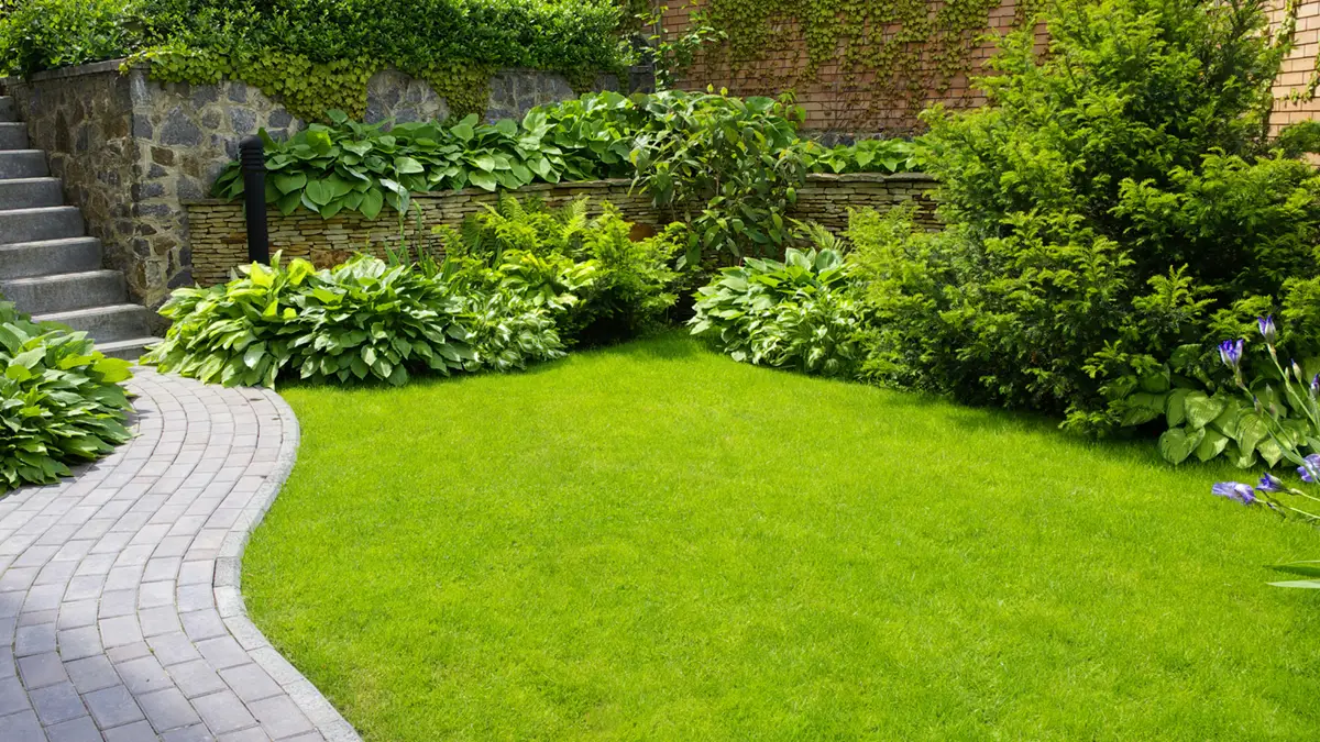 Så plen på gammel plen? Slik får du best resultat - råd og tips